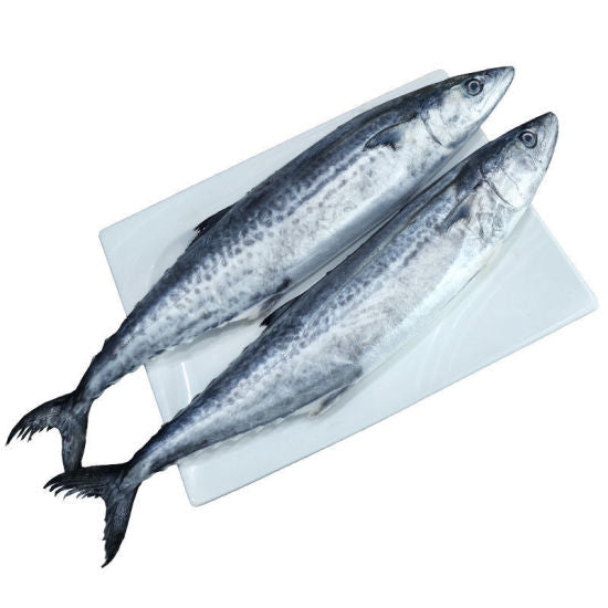 Frozen Mackerel Fish (300-500) 20Kg – Asetena Pa